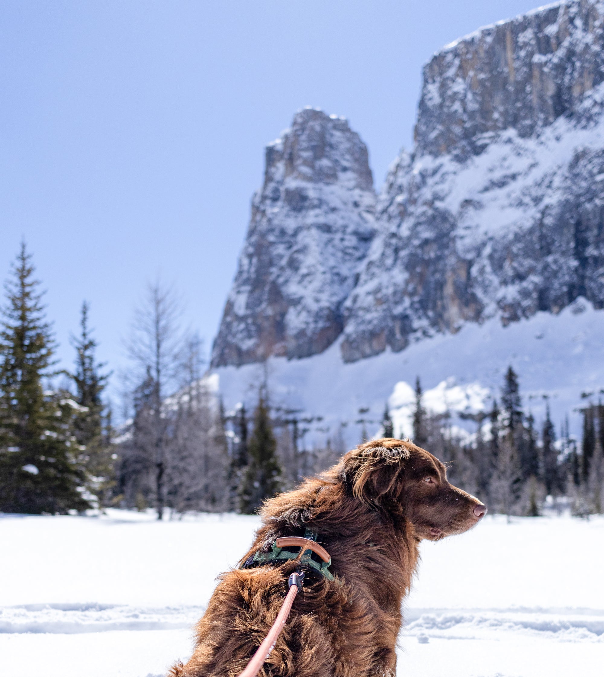Made To Roam