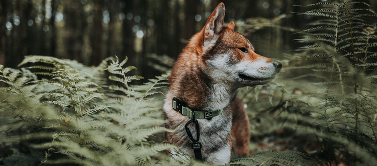 Collars – Made To Roam