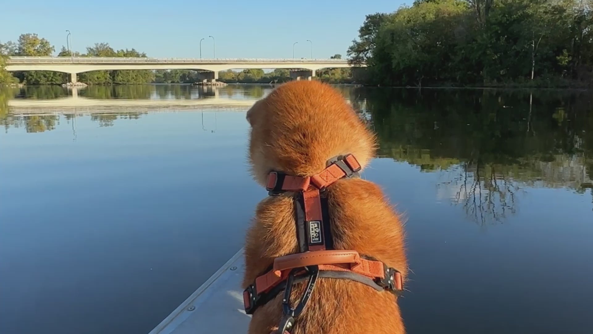 Explorer Harness – Made To Roam